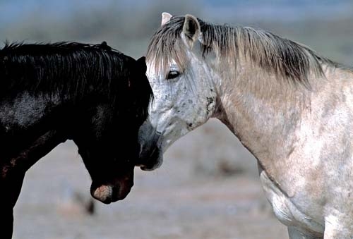 Horseback Riding Vacation at Sheraton Wild Horse Pass Resort, Chandler ...