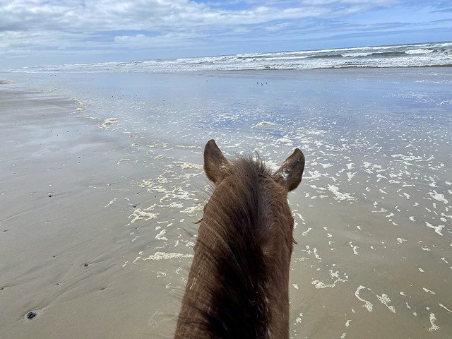 Horseback Riding in Florence, Oregon - Writing Horseback