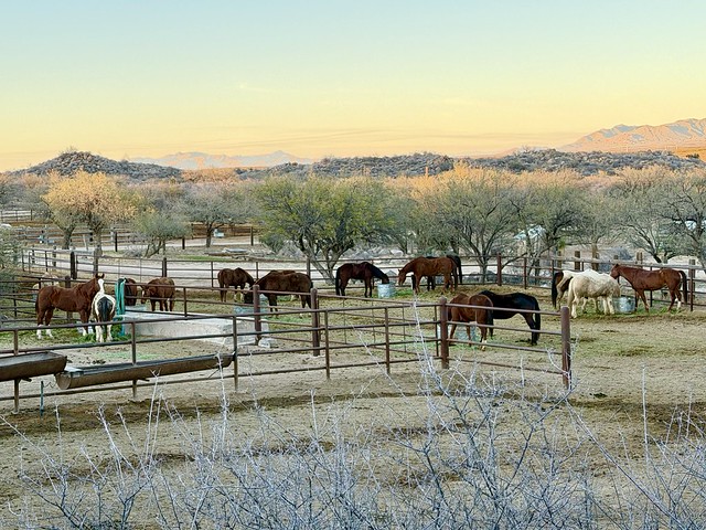 Tombstone Monument Ranch Cowboy Culture in Arizona - Writing Horseback